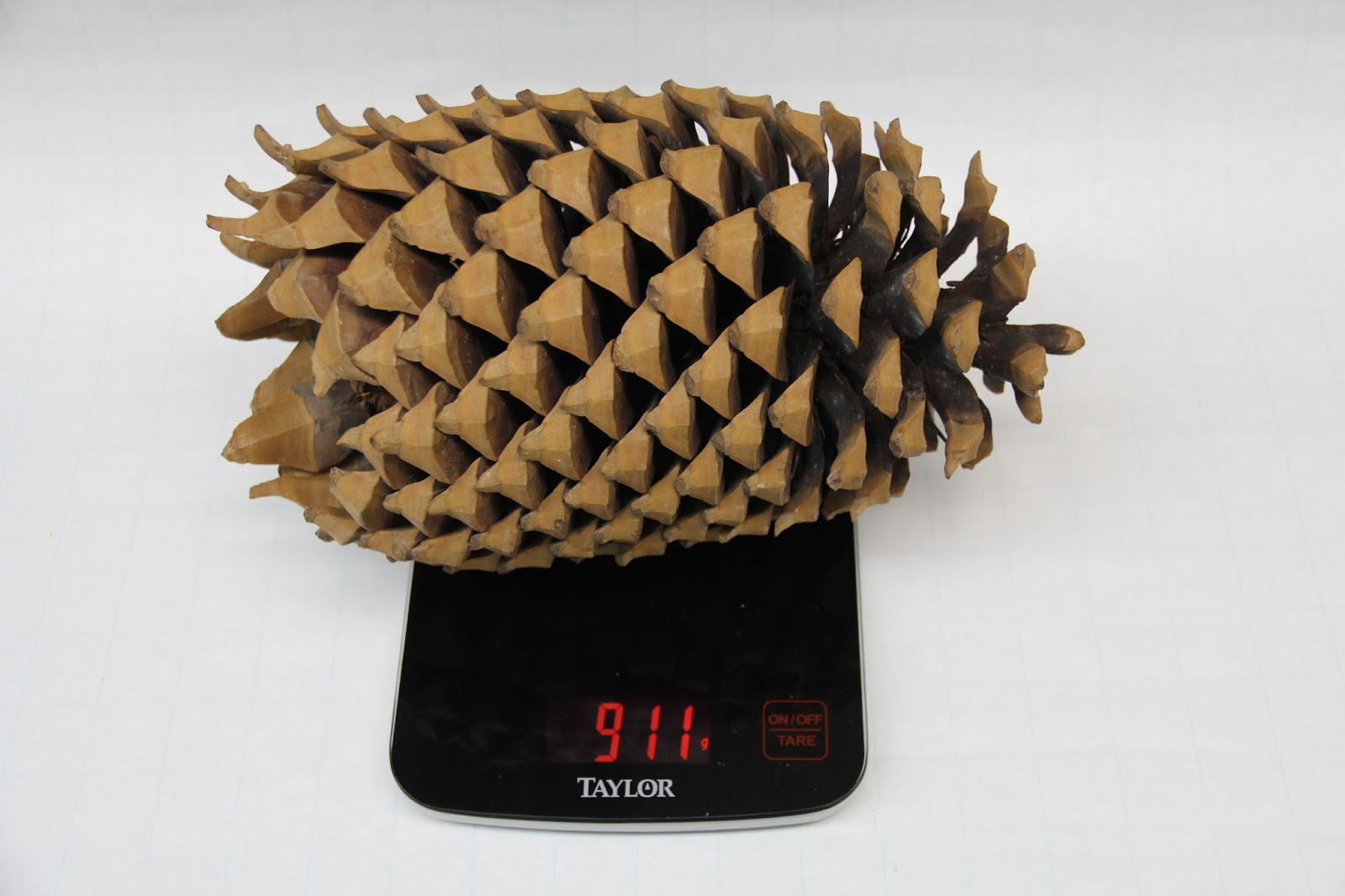 Isabella Conservation District Environmental Education Program: A quick ...