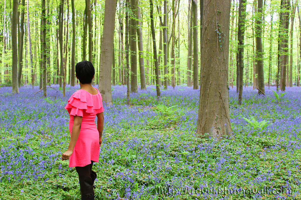 Hallerbos Hyacinten - Halle Bluebells Forest (Flanders - Belgium) | My ...