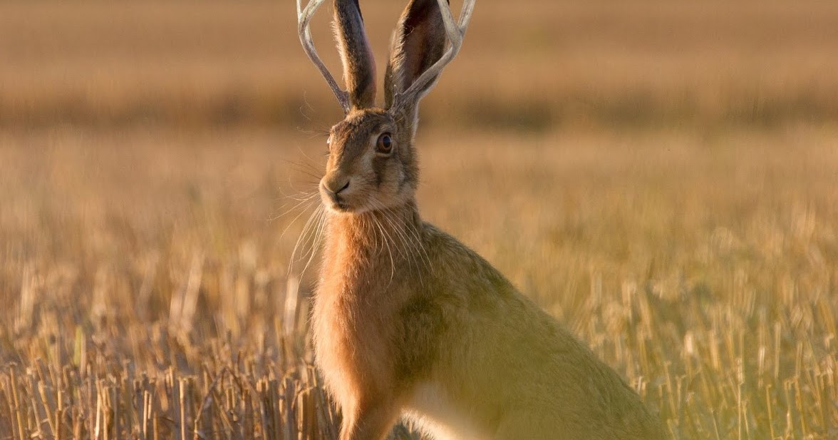 The Other Side blog: Monstrous Monday: The Jackalope