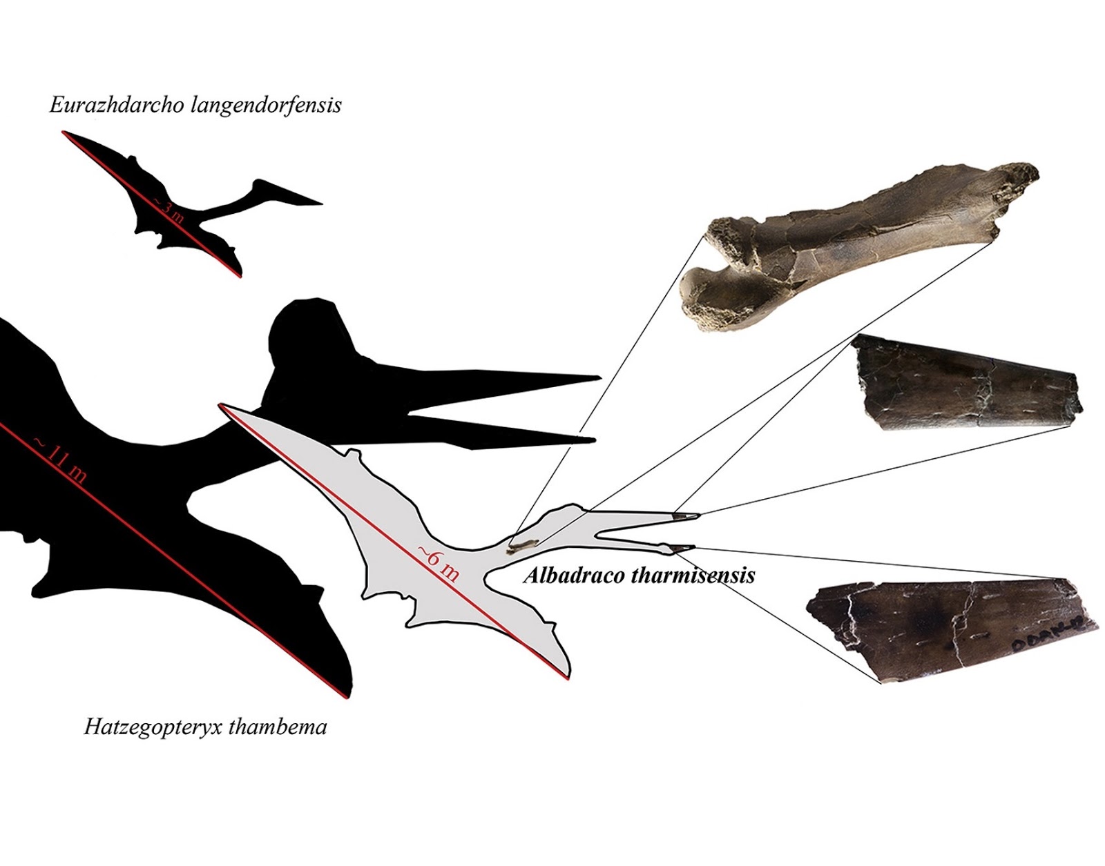 Species New to Science: [Paleontology • 2020] Albadraco tharmisensis ...