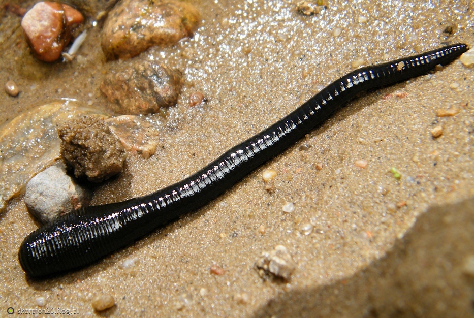 Mitoslavia: 01/21/17