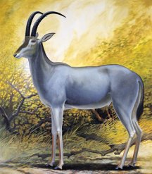 Universo Animal: Los antílopes africanos