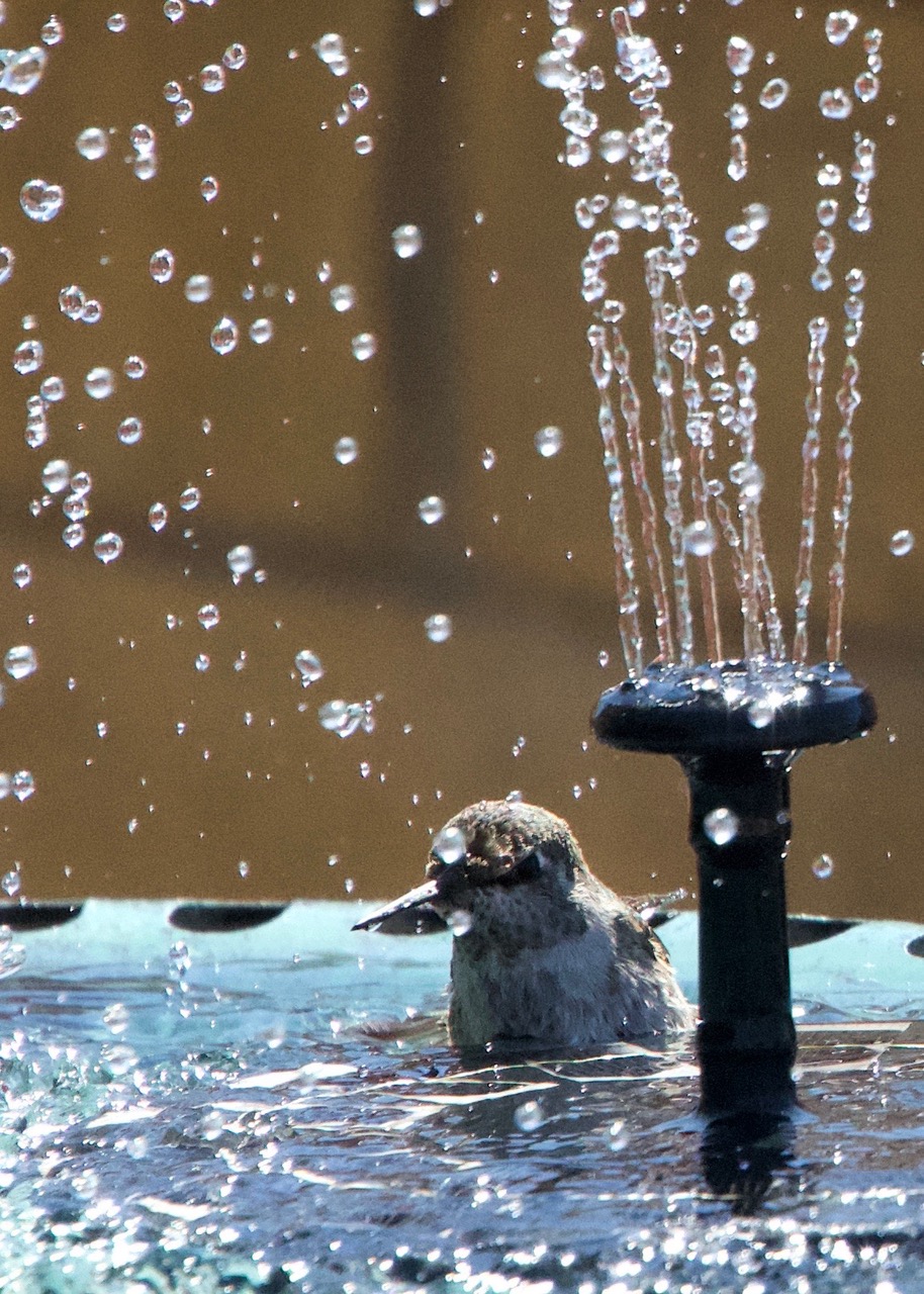 Palm Creek Update: Awesome Hummer Photos