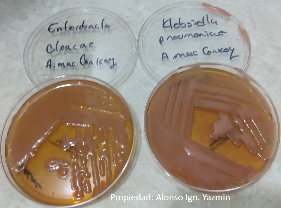 Bioquímica Diagnóstica BQD-YAI: Enterobacterias