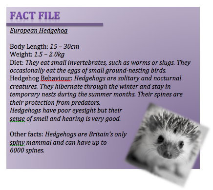 Spooky Giraffe!: Fact File: European Hedgehog