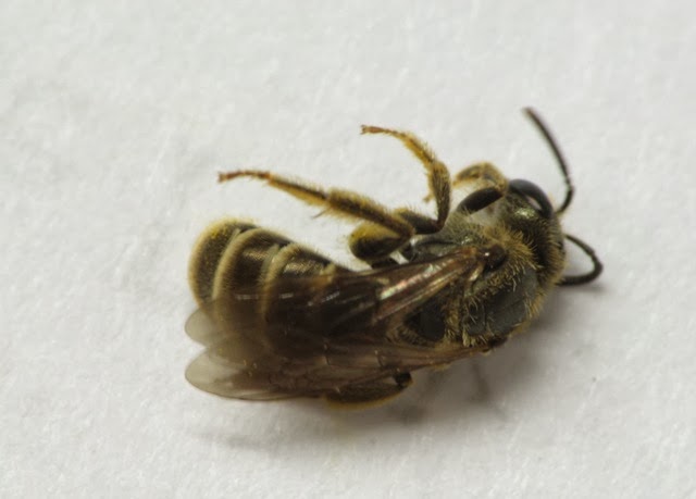 Pollinators: Don't Underestimate the Native Pollinators