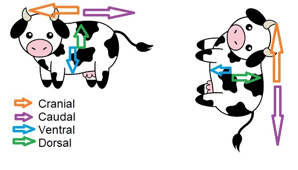 Animal science: Anatomically correct directions
