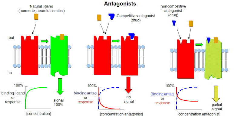 AGONIST & ANTAGONIST with types