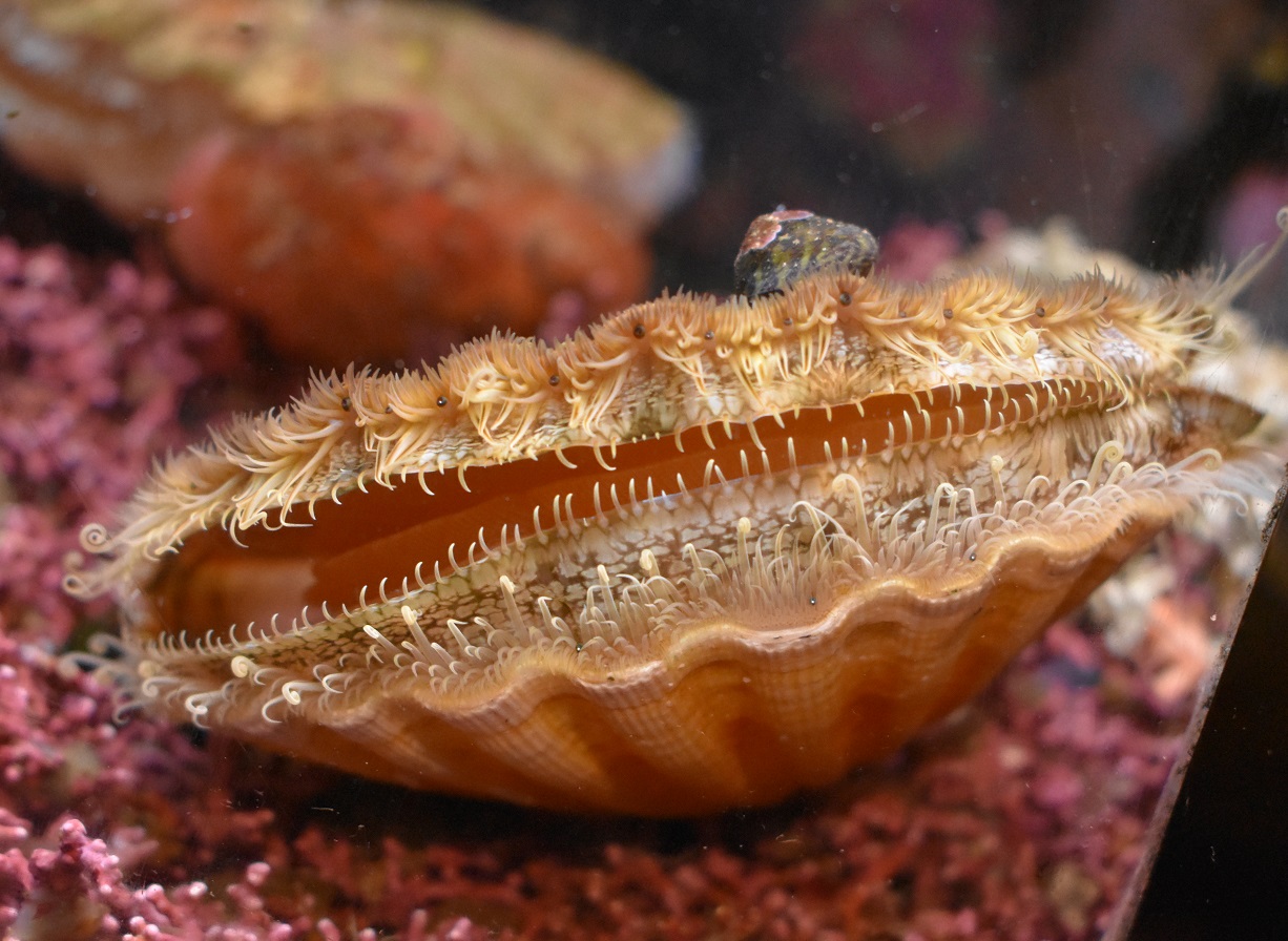 ZOOTOGRAFIANDO (6.100 ANIMALS): VIEIRA (Pecten maximus)