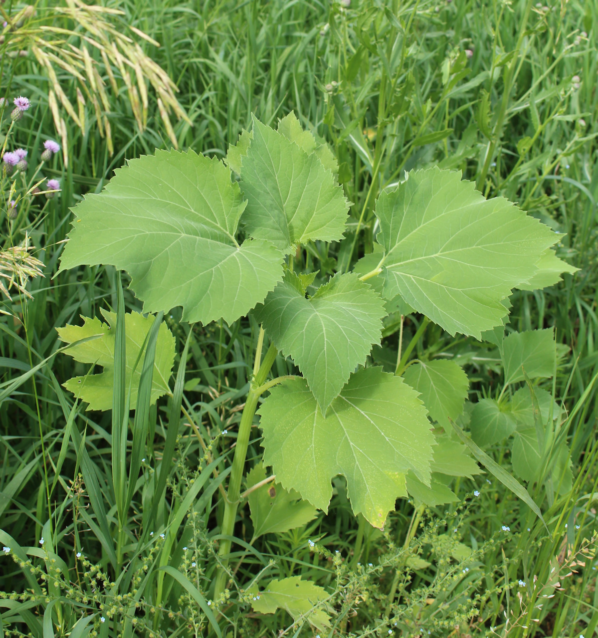 Assiniboine Forest Plant Life: Weeds in the Assiniboine Forest