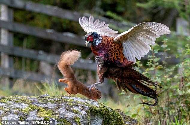 Incredible Moment A Game Bird Attacks A Red Squirrel In Battle Over Nuts