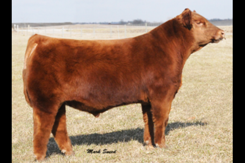 Holtkamp Cattle Co: Really cool Red Angus Bull.