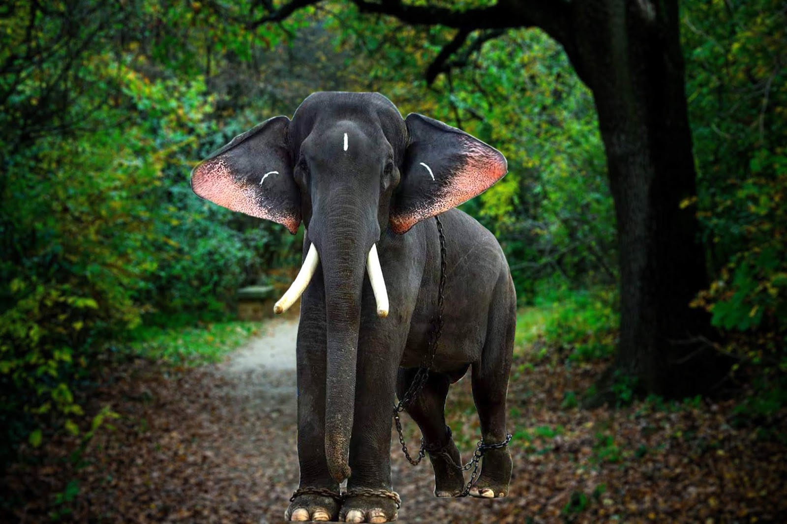 Top 15 Upcoming elephants in Kerala