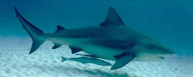 ikan hiu - Ucizia Fish