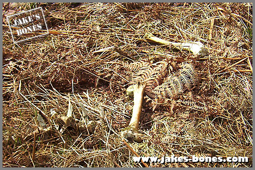 Lisa, my old red deer hind skeleton : Jake's Bones