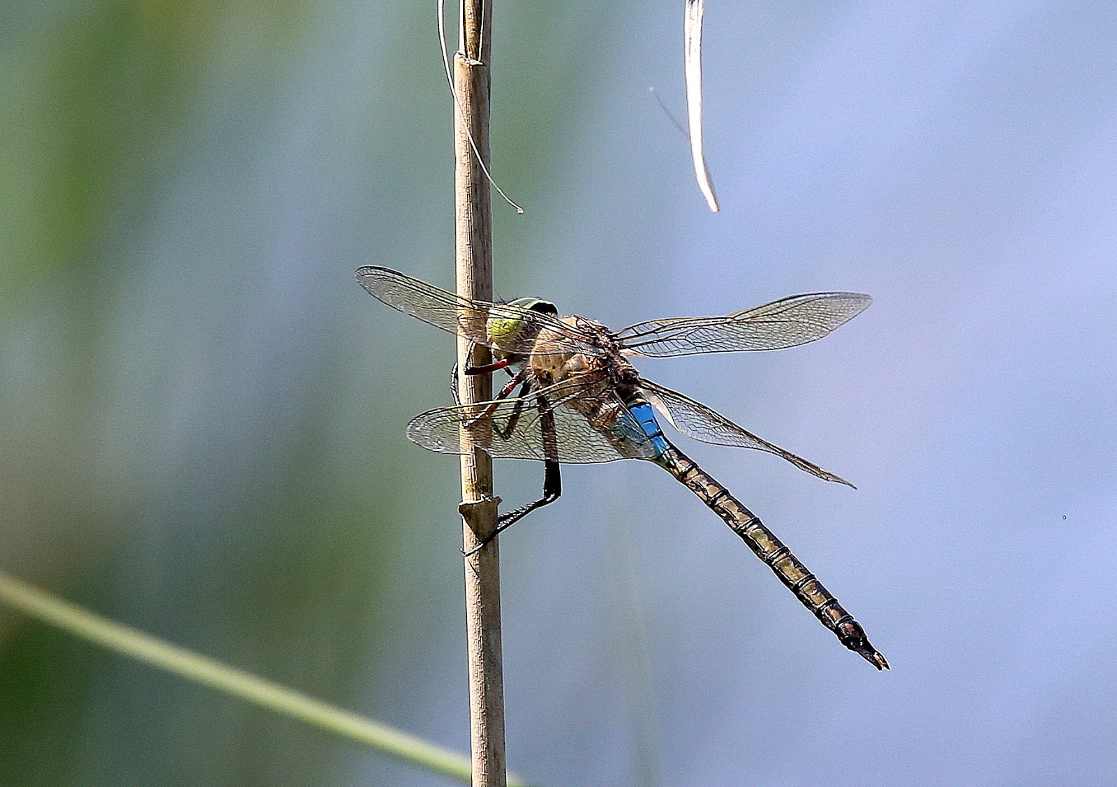 TH Macro Photoblog: Two Lesser Emperor dragonflies( both males) just NW ...