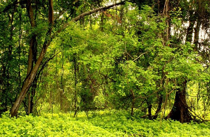 ISLA SANTAY: Convención RAMSAR destaca humedal Isla Santay en redes ...
