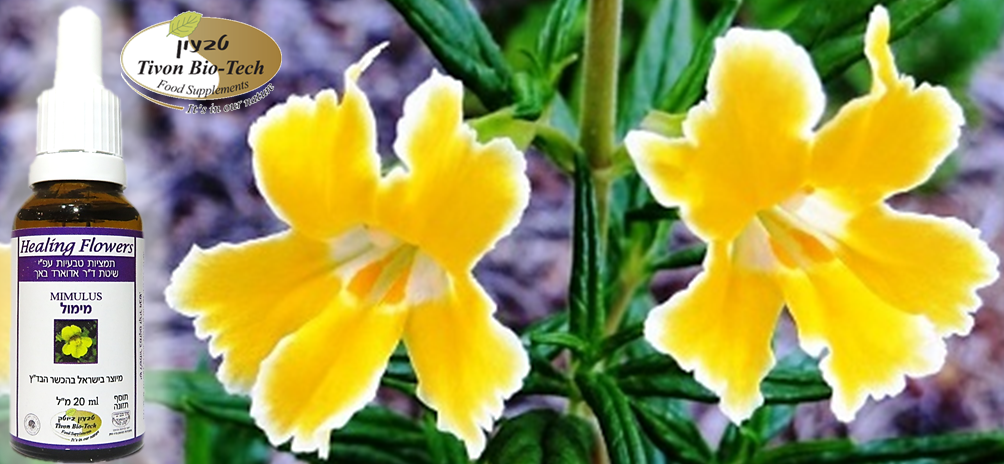 פרחי באך טבעון ביוטק: מימולוס - פרח הקוץ - Mimulus