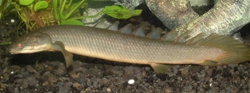 13 Jenis Ikan Palmas Paling Populer di Indonesia dan Cara Merawatnya