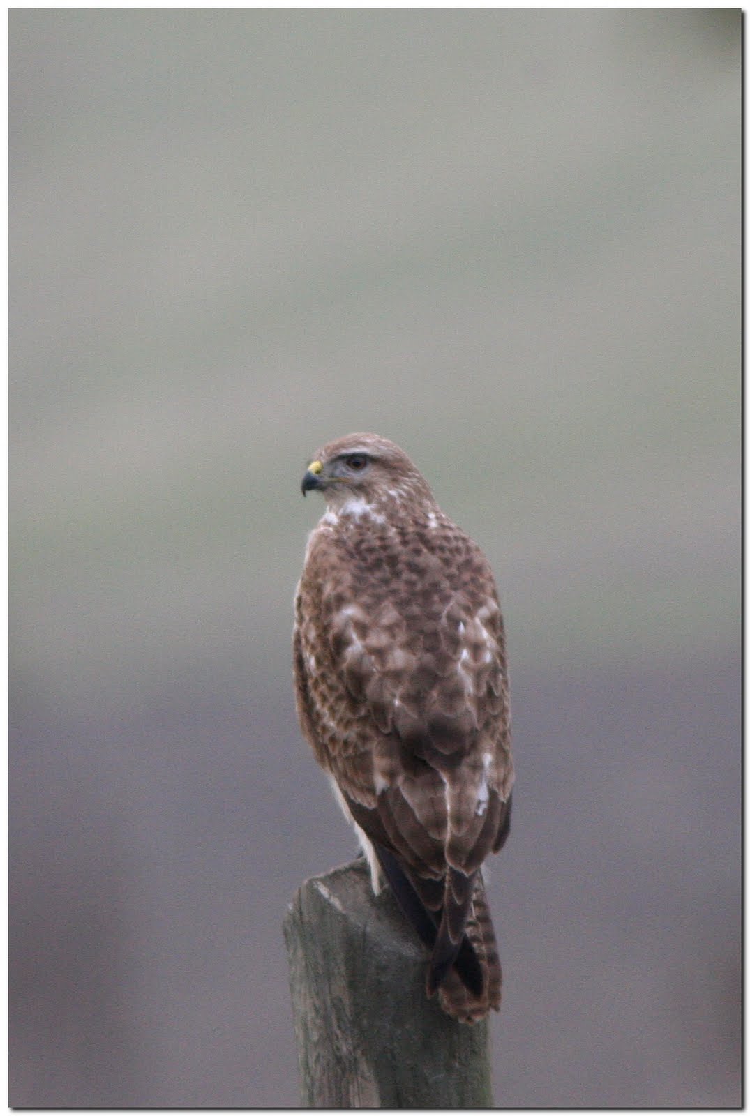 Tra Catria e Adriatico natura e storia: Poiane intorno a casa...
