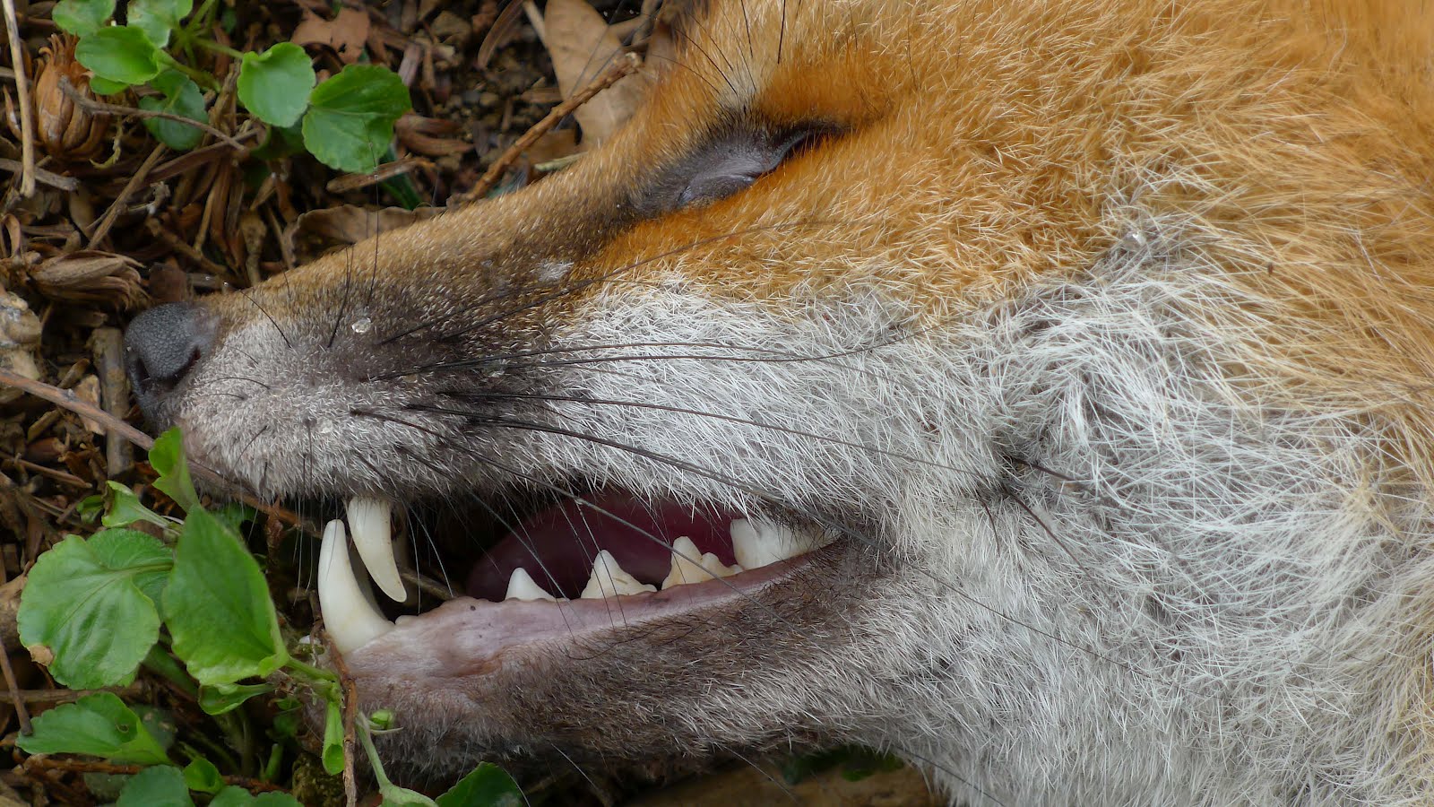 CRYPTOZOOLOGY ONLINE: Still on the Track: CARL PORTMAN: Dead fox in a ...