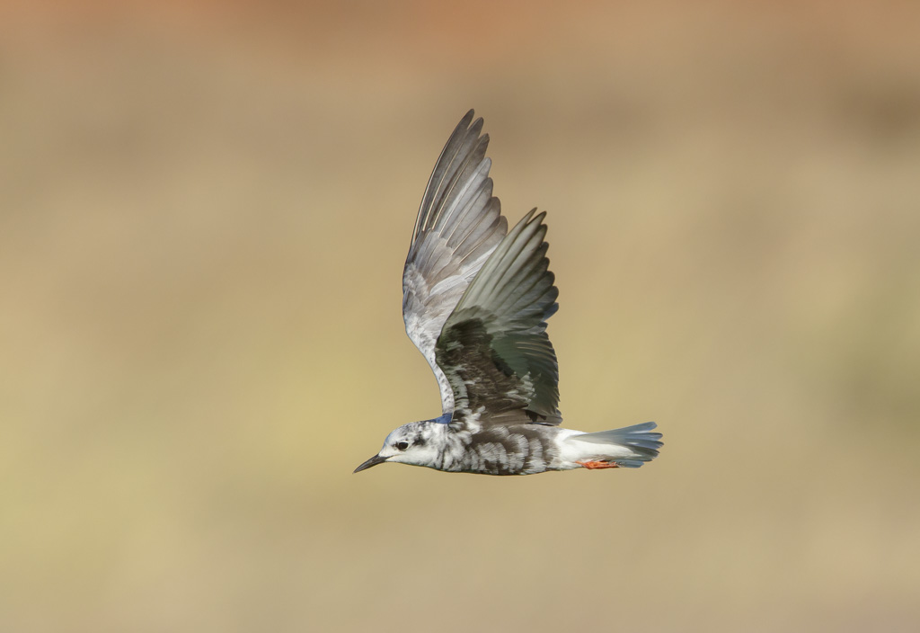 Nikos Fokas Photopraphy Blog