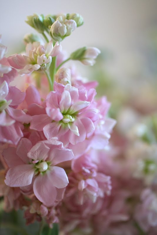 Lilyfield Life: Fresh Flowers - Spring is almost here