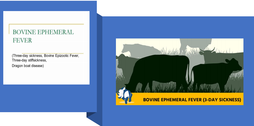 Treatment Of Ephemeral Fever In Cattle at Kevin Davidson blog