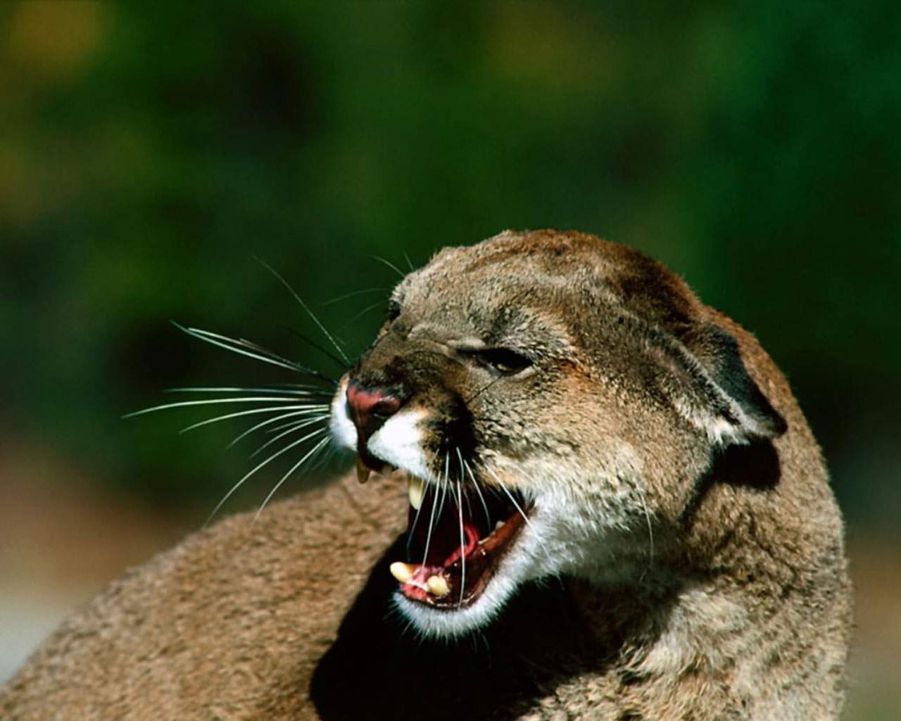 Best Jungle Life: Puma & Puma Pics and Puma Wallpapers