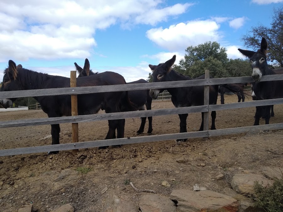 jornal CRESCER: visita ao "Centro de Valorização do Burro de Miranda"