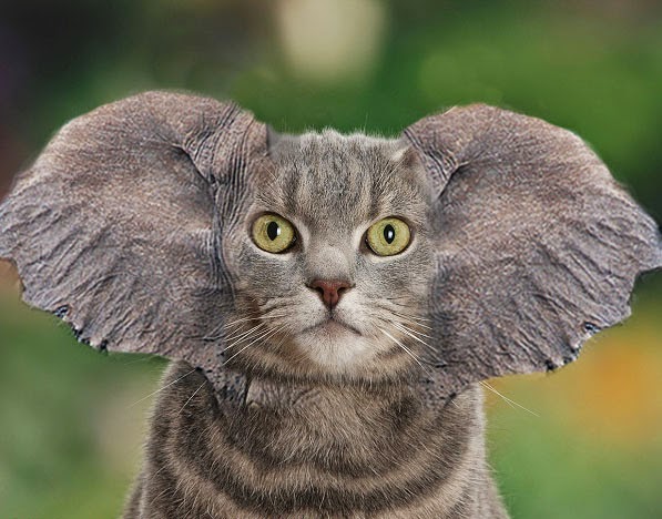 kristyn weaver's photography: animal morph | assignment