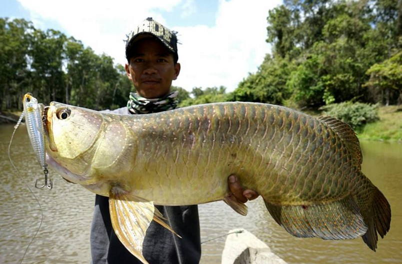 Big Fishes of the World: SARATOGA (Scleropages jardini leichardti)