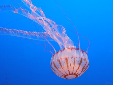 Information about Jellyfish | Facts About All