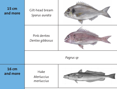 Israel Fishing Catch and Size Limits