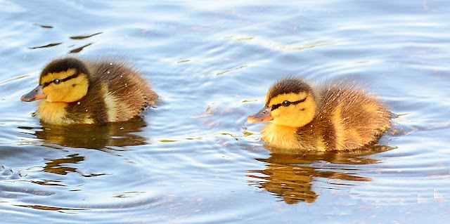 Dina's City Wildlife Adventures: Duck, Duck, Frog