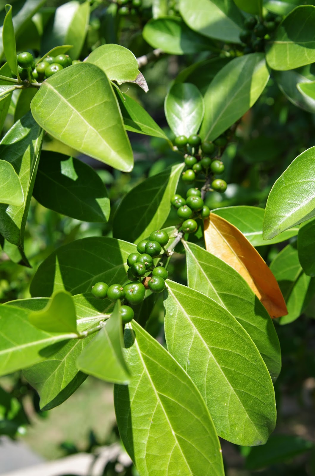 Trees and Plants: Limau Hantu