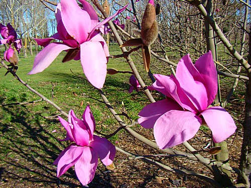 WORLD OF MAGNOLIAS: Magnolia "Ruth"