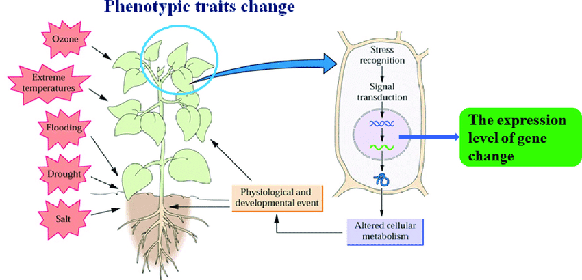 Gen Teknolojisinin Uygulamaları