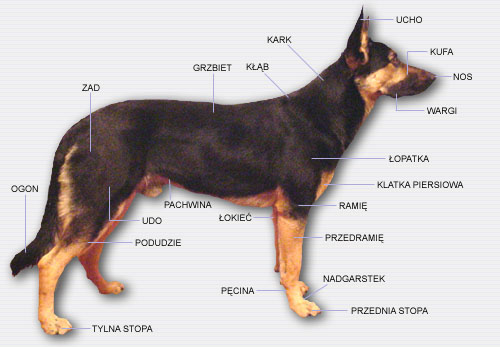 Dogs and veterinary: Anatomia