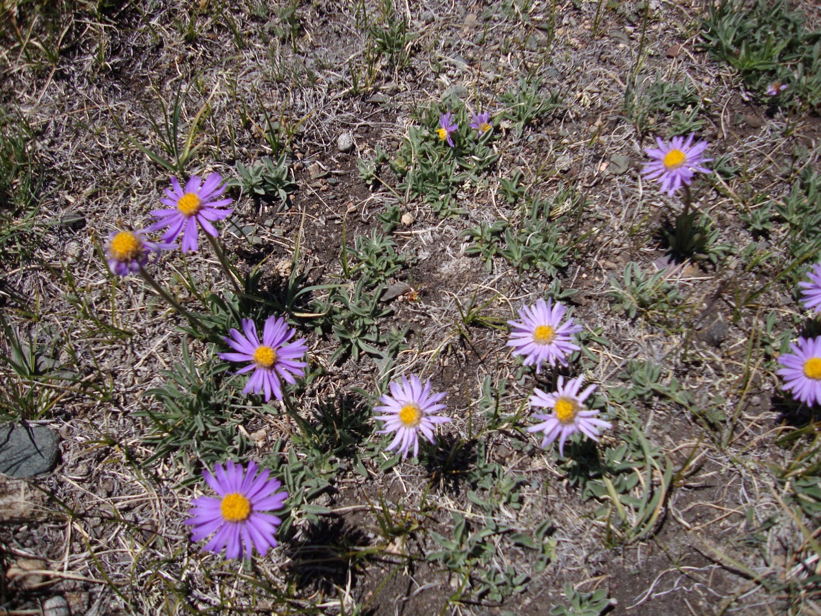 Prairiebreak: Mongolian heights (Part 6) More...will it ever end?