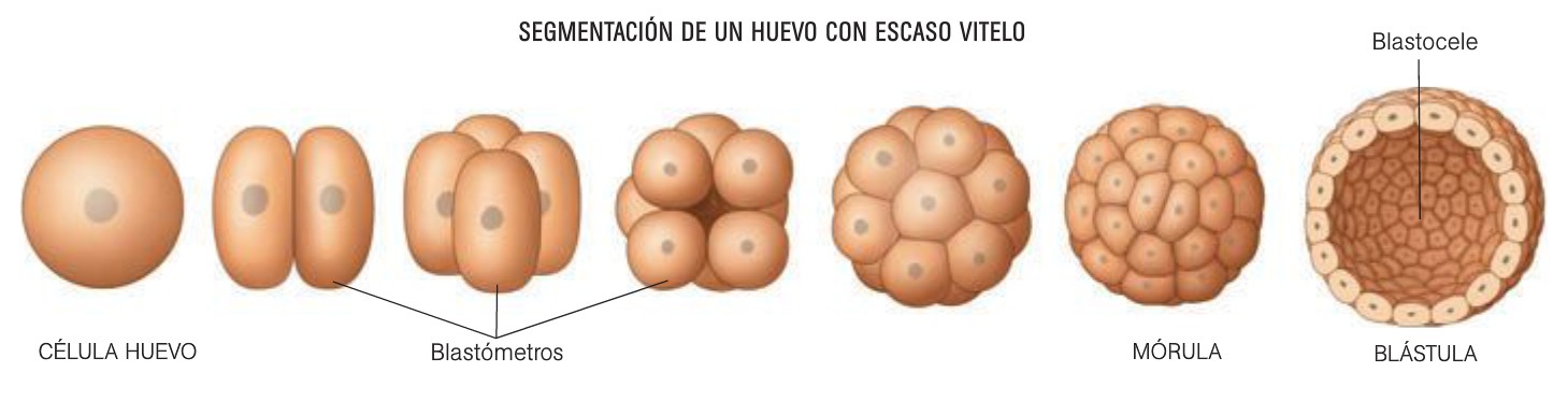 Reproducción sexual en animales: EL DESARROLLO EMBRIONARIO