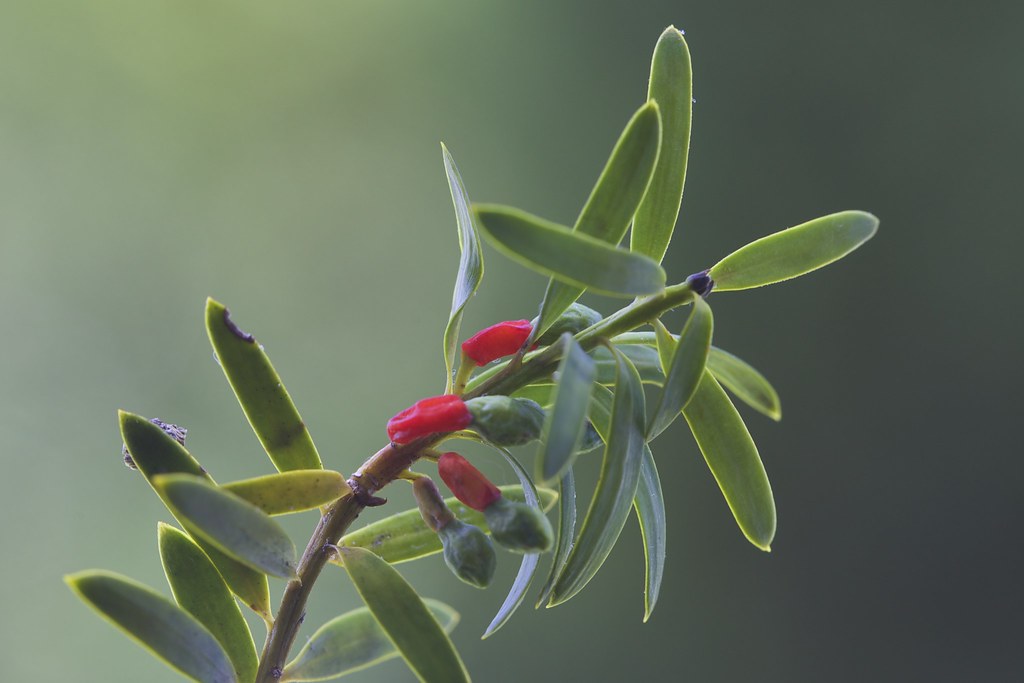 Podocarpus totara - Totara care and cultivation | Travaldo's blog