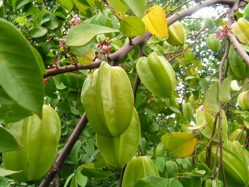 Cara Memelihara Tanaman Buah Belimbing | Tanaman Hias dan Permasalahannya
