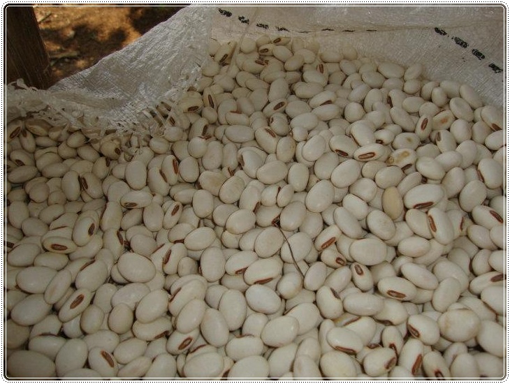 Canavalia Ensiformis In Indonesia