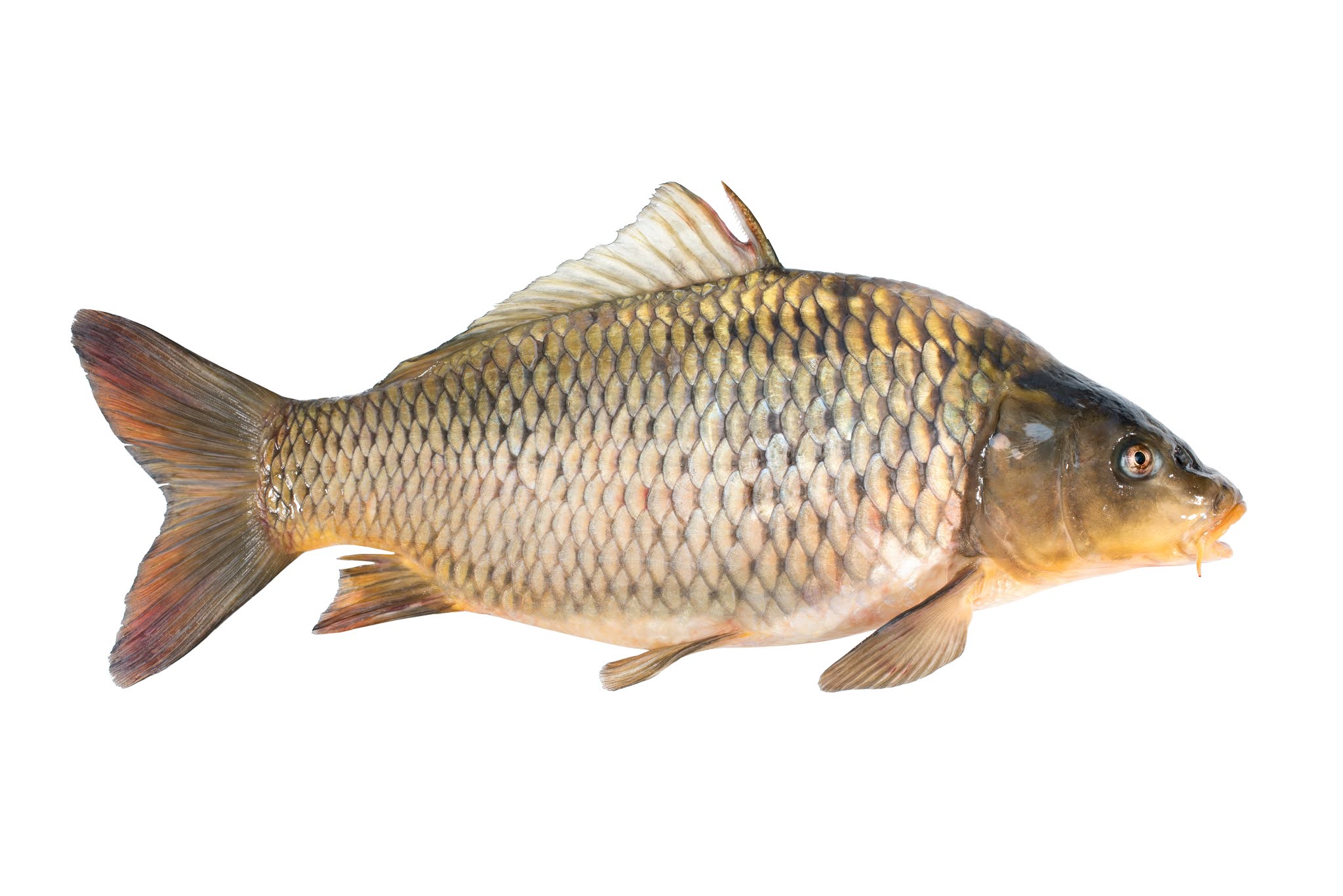 Terms and Habits of Life Common carp - fish-hobbyist