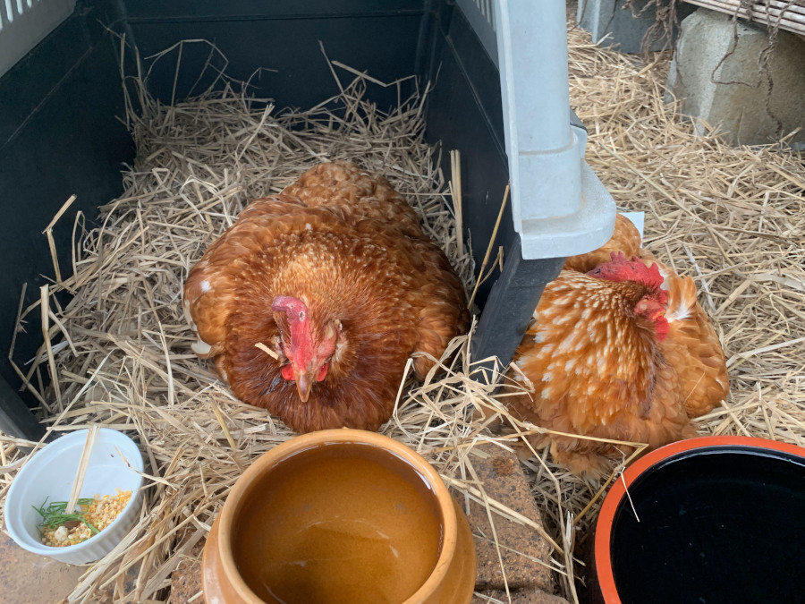 Solar Sharing - Solar panels, chickens and goats in Tsukuba, Japan ...