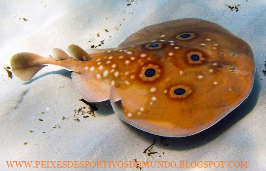 PEIXES DESPORTIVOS DO MUNDO: A TREMELGA DO ATLÂNTICO - Torpedo torpedo ...