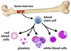 online biology classes: Bone marrow and immune system