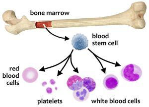 online biology classes: Bone marrow and immune system