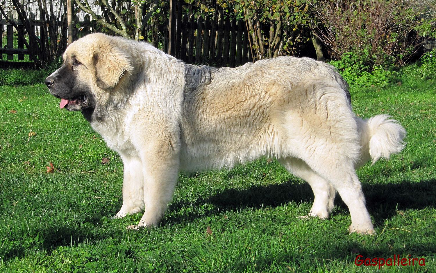 es sobre perros: Razas autóctonas: el Mastín del Pirineo